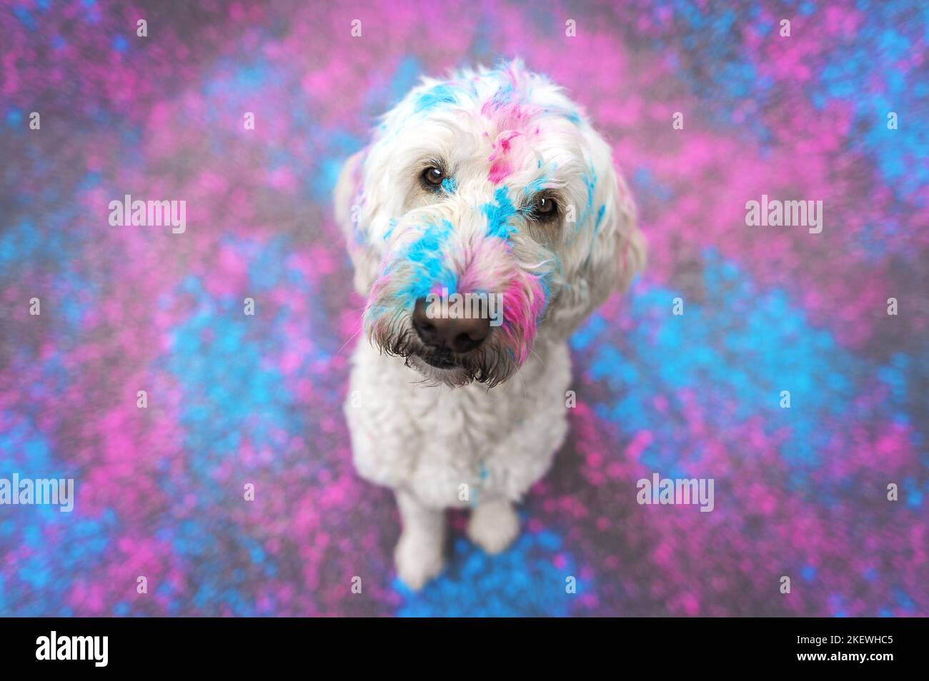 Beige labradoodle hi-res stock photography and images - Alamy