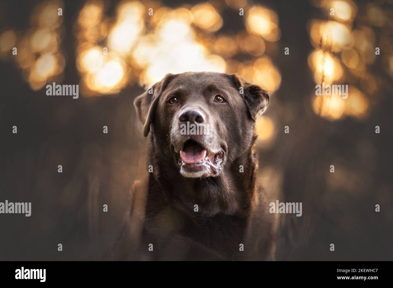 male Labrador Retriever Stock Photo - Alamy