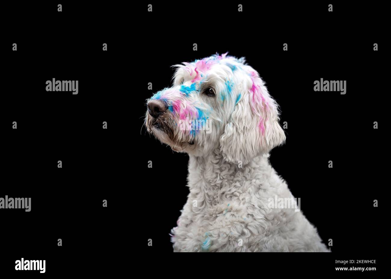 Labradoodle beige hi-res stock photography and images - Alamy