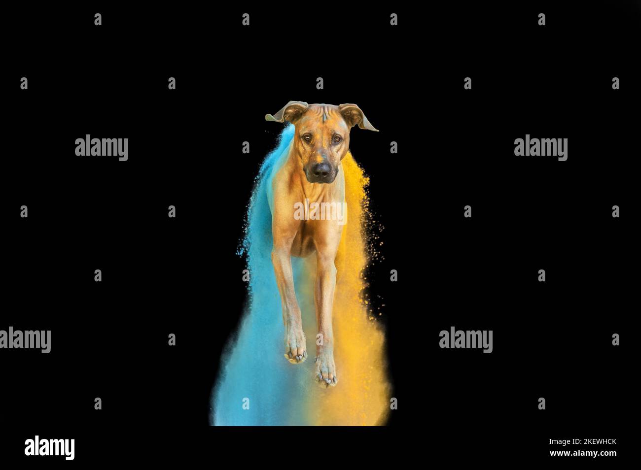 male Rhodesian Ridgeback Stock Photo - Alamy