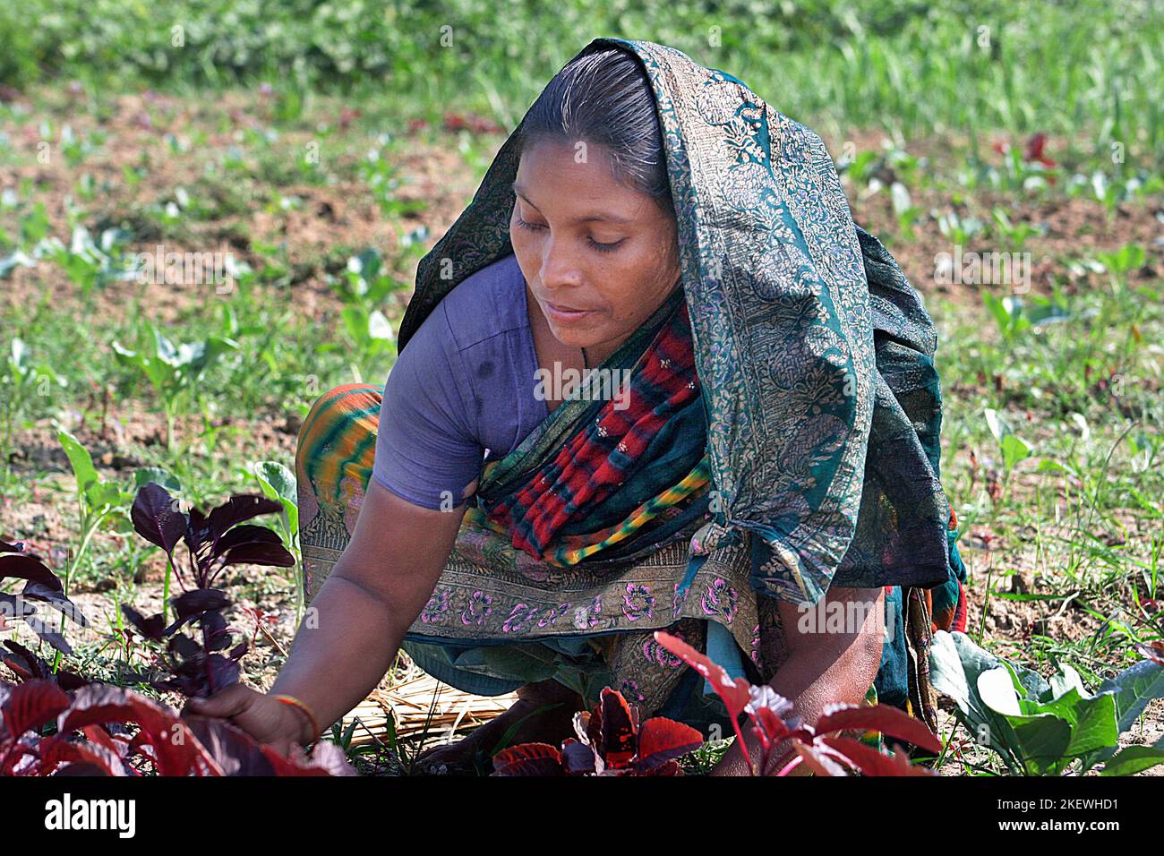A rural female farmer working at a agriculture field. Khulna ...