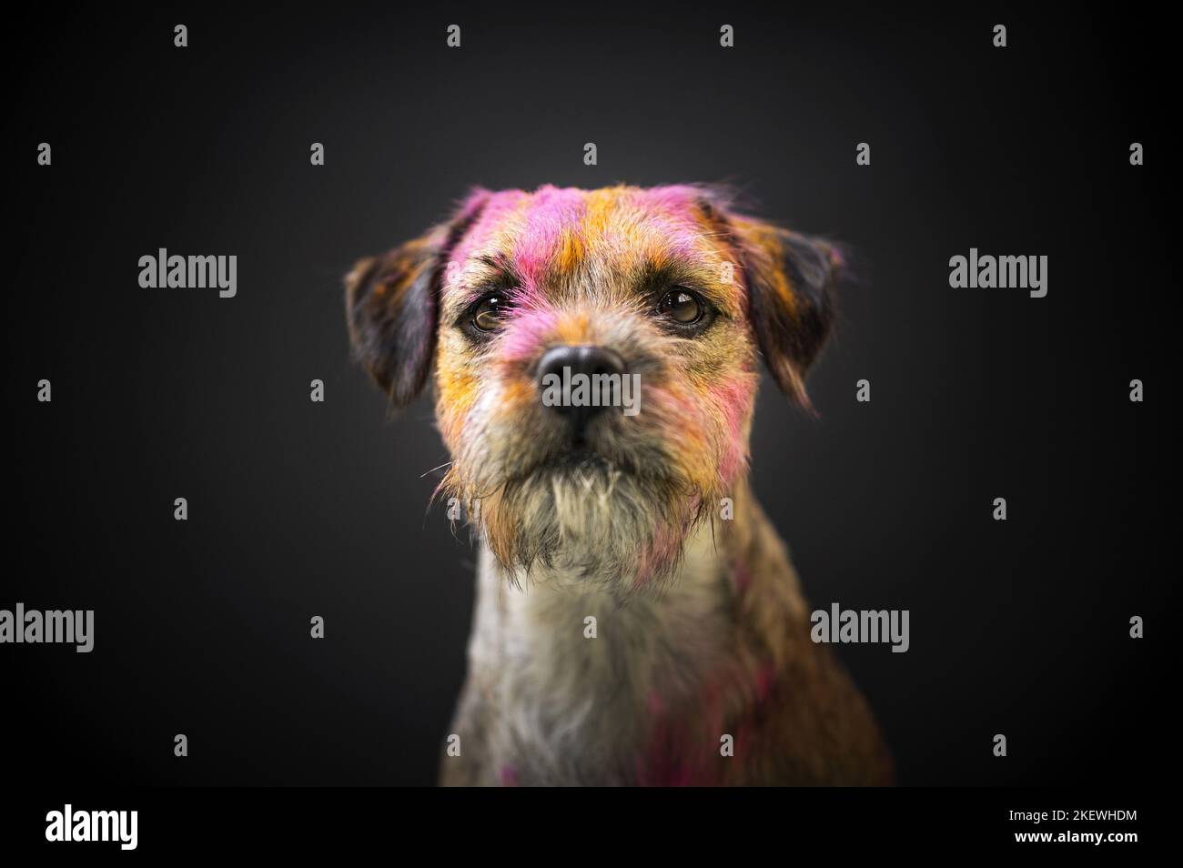 female Border Terrier Stock Photo - Alamy
