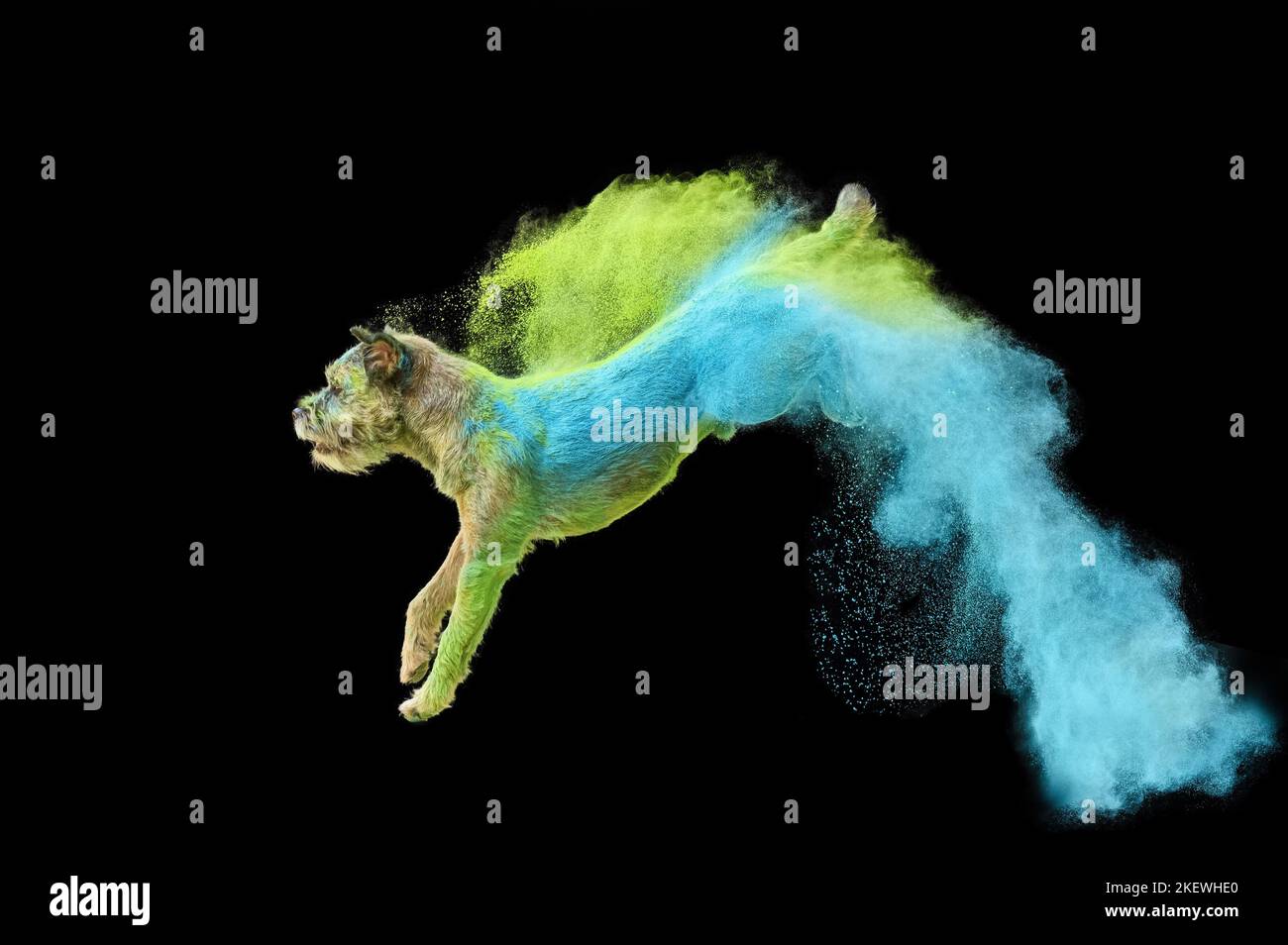 male Border Terrier Stock Photo - Alamy