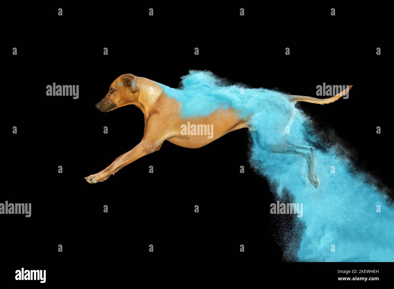 male Rhodesian Ridgeback Stock Photo - Alamy