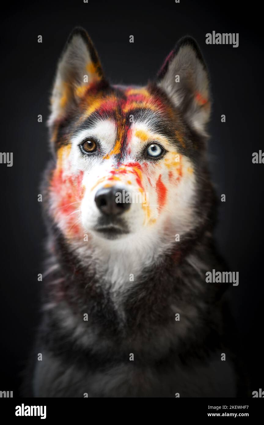 female Siberian Husky Stock Photo - Alamy