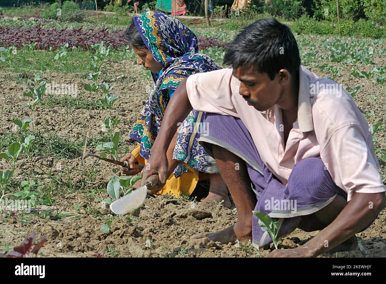 A rural family planting at a agriculture field. Khulna, Bangladesh ...
