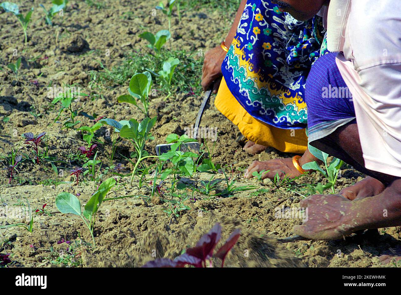 A rural farmer working at a agriculture field. Khulna, Bangladesh Stock ...
