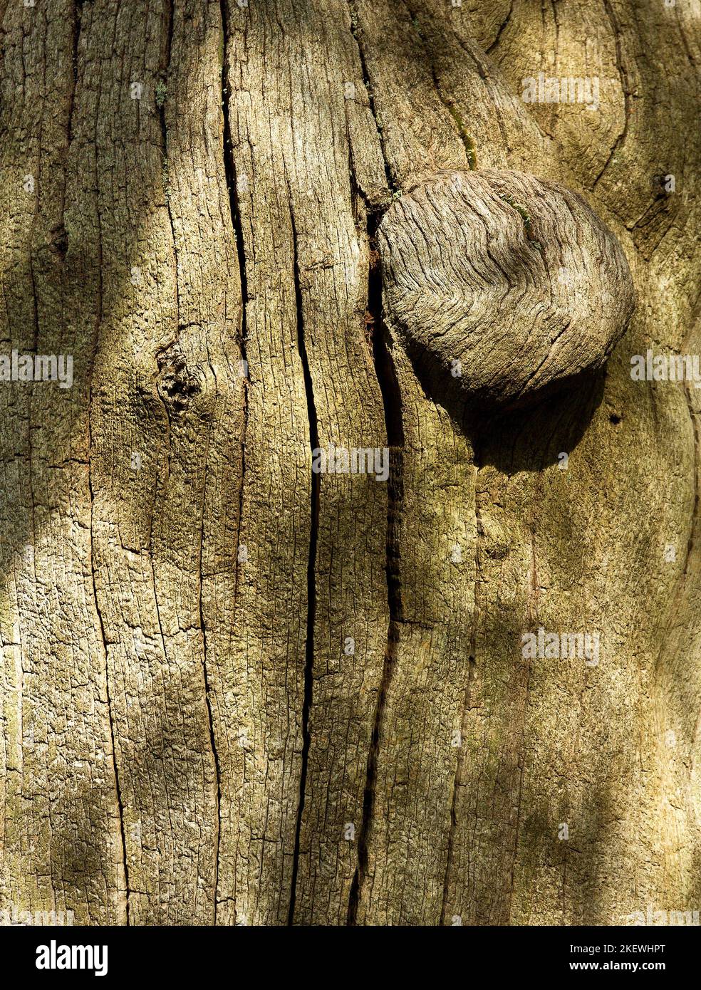 Ancient oak woodland a former medieval royal hunting forest with living ...