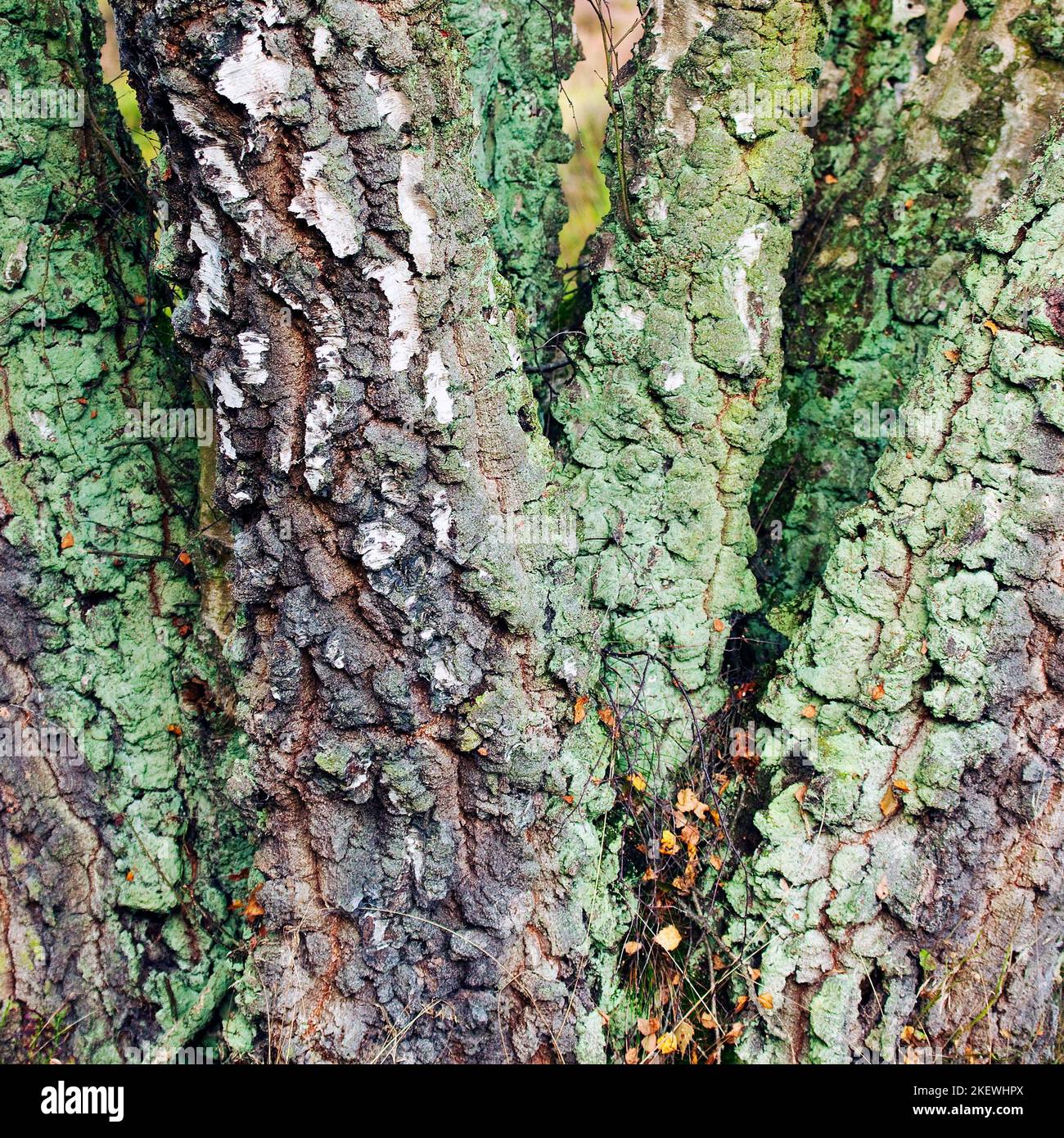 Rough grey green bark on Silver birch tree in autumn on Cannock Chase ...