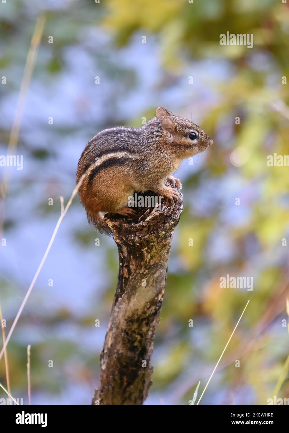 Chipmunk in forest hi-res stock photography and images - Alamy