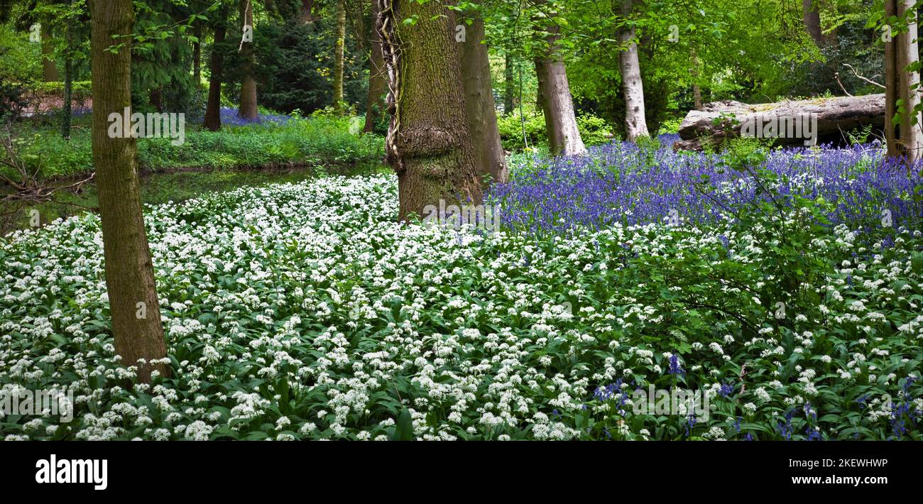 Bluebell Wood including white flowers of Wild Garlic in May Whitmore ...