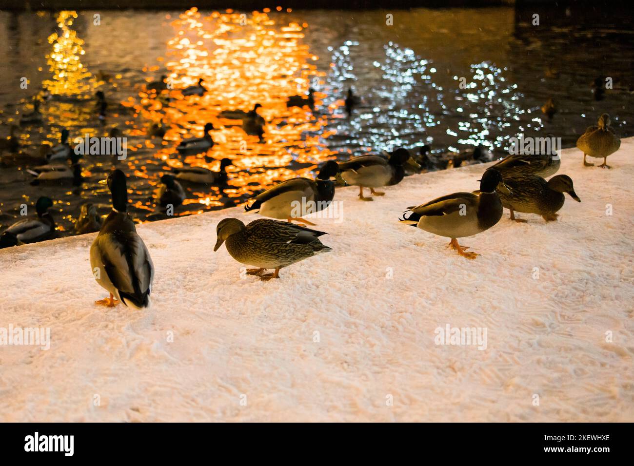 Birds and animals in wildlife winter concept. Ducks on snow in night ...