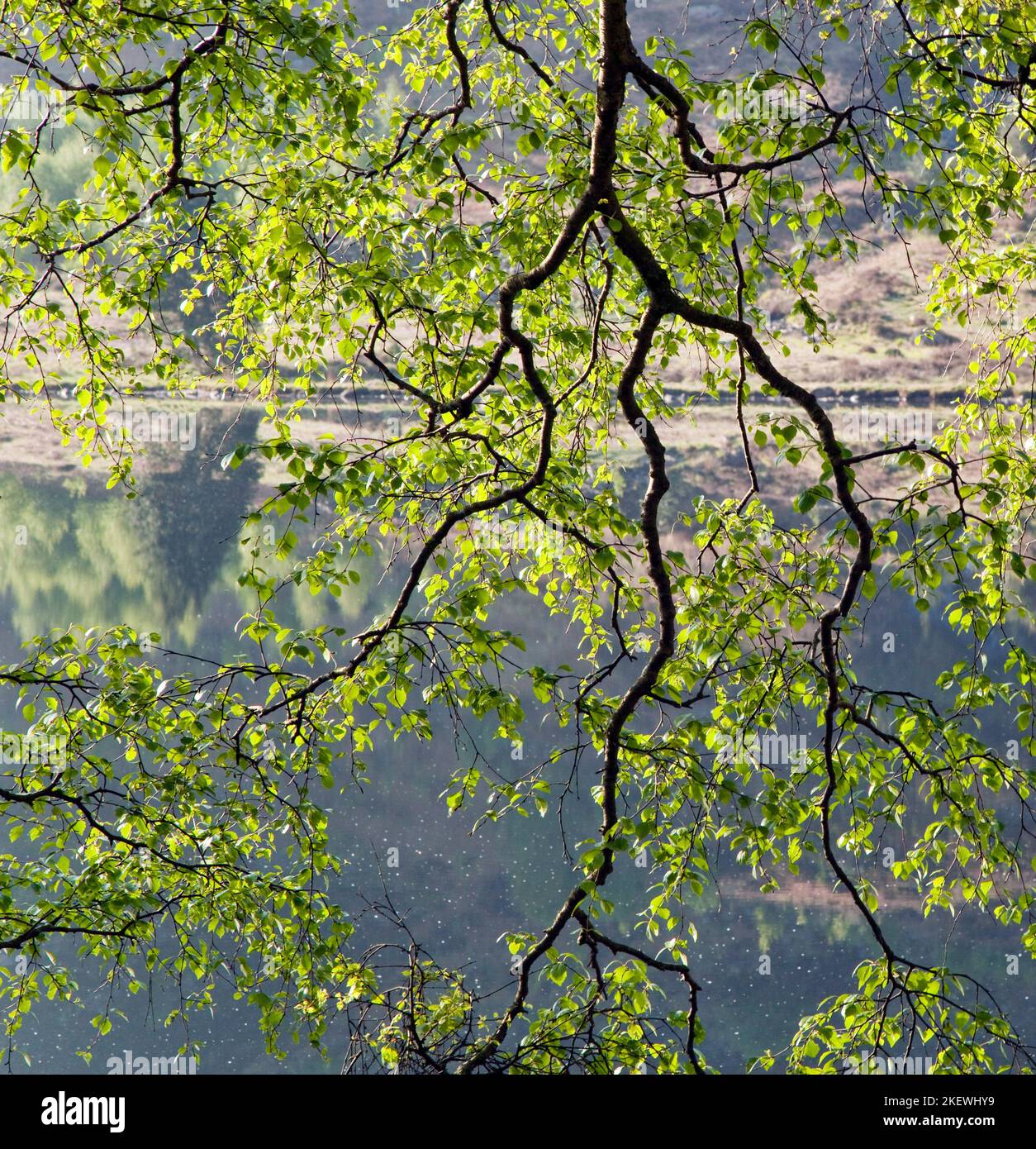 Llyn Dinas Nantgwynant Valley, Snowdonia National Park Gwynedd North ...