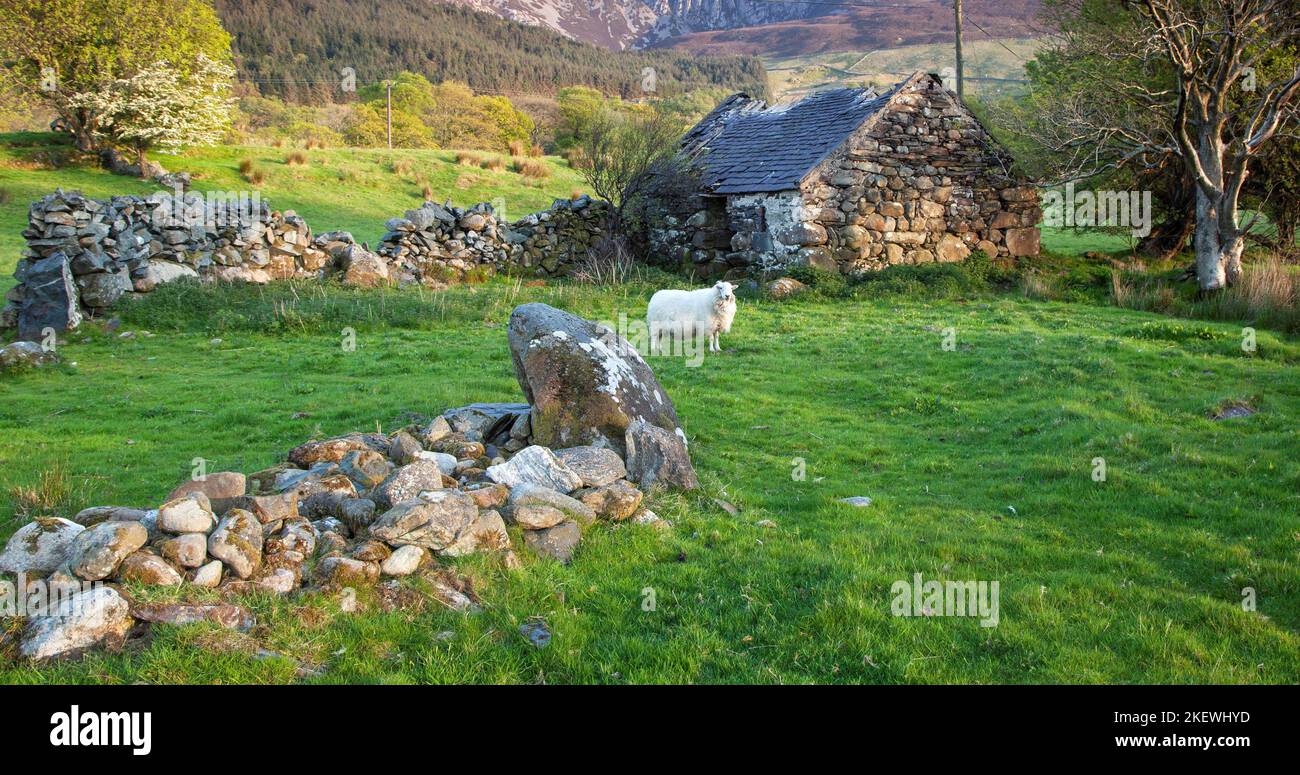 Scenic Bryn Gloch Farm, Betws Garmon, in the Nant y Betws Valley ...