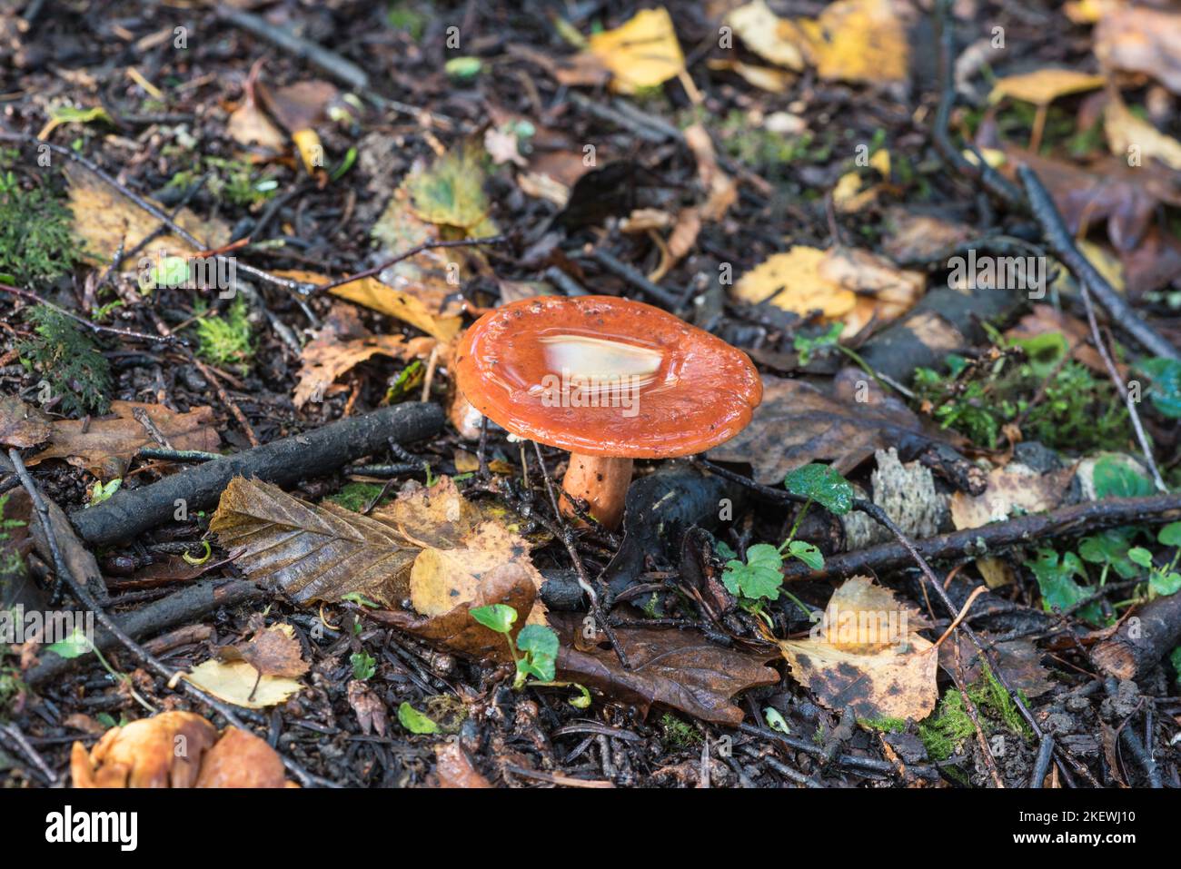 A bright orange Milkcap (Lactarius sp.) fungus Stock Photo - Alamy
