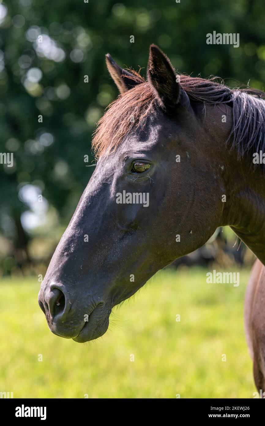 Equestrion hi-res stock photography and images - Alamy