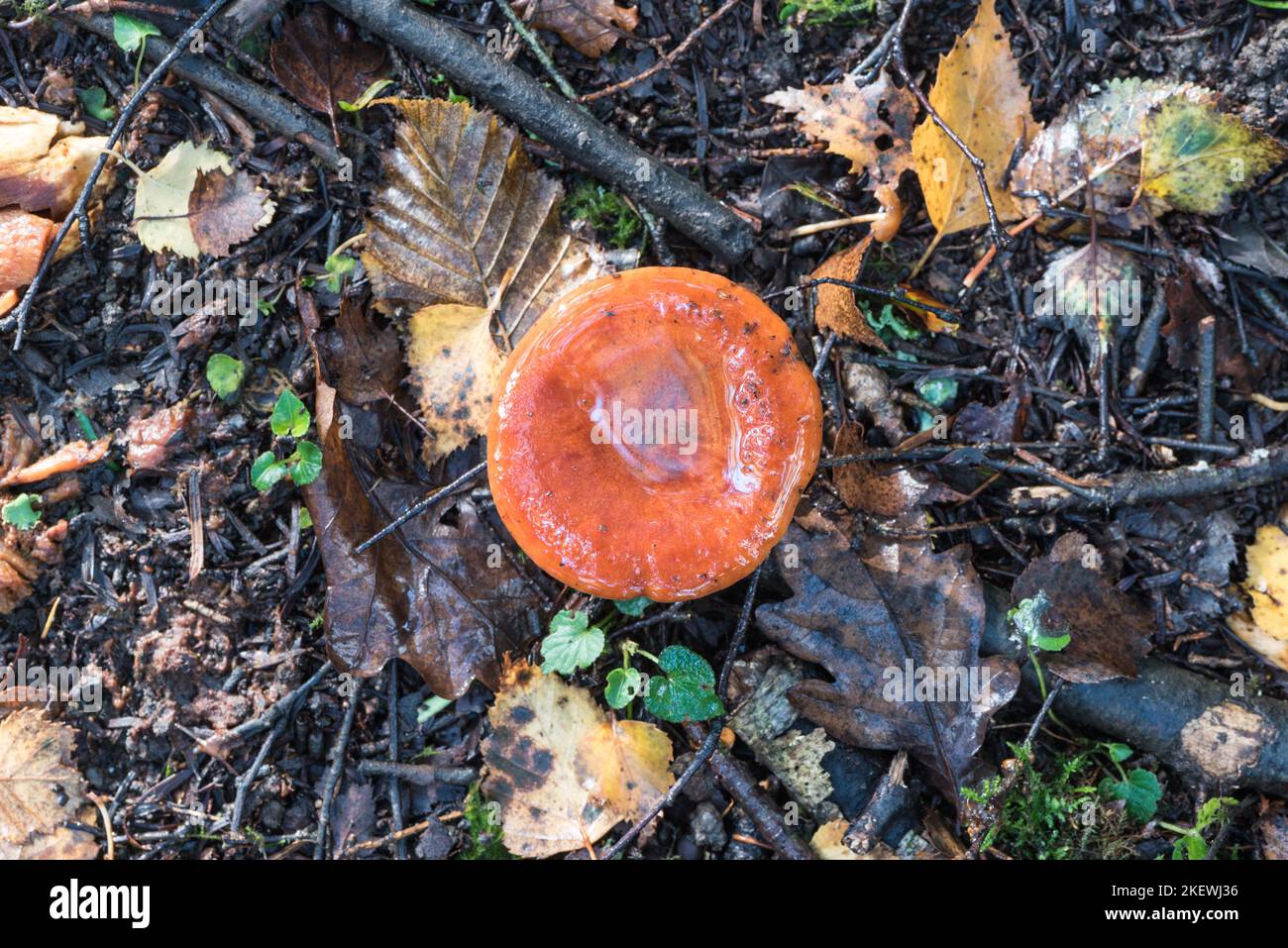 A bright orange Milkcap (Lactarius sp.) fungus Stock Photo - Alamy
