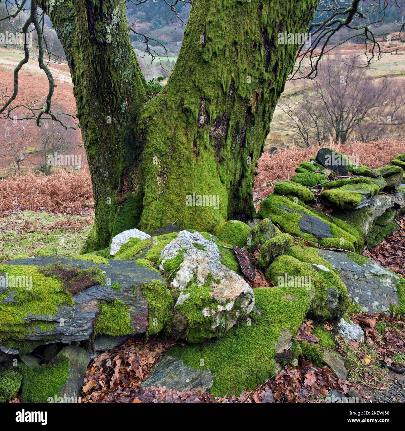 Moss covered dry stone wall and old tree at Cwm Llan near Watkin Path ...