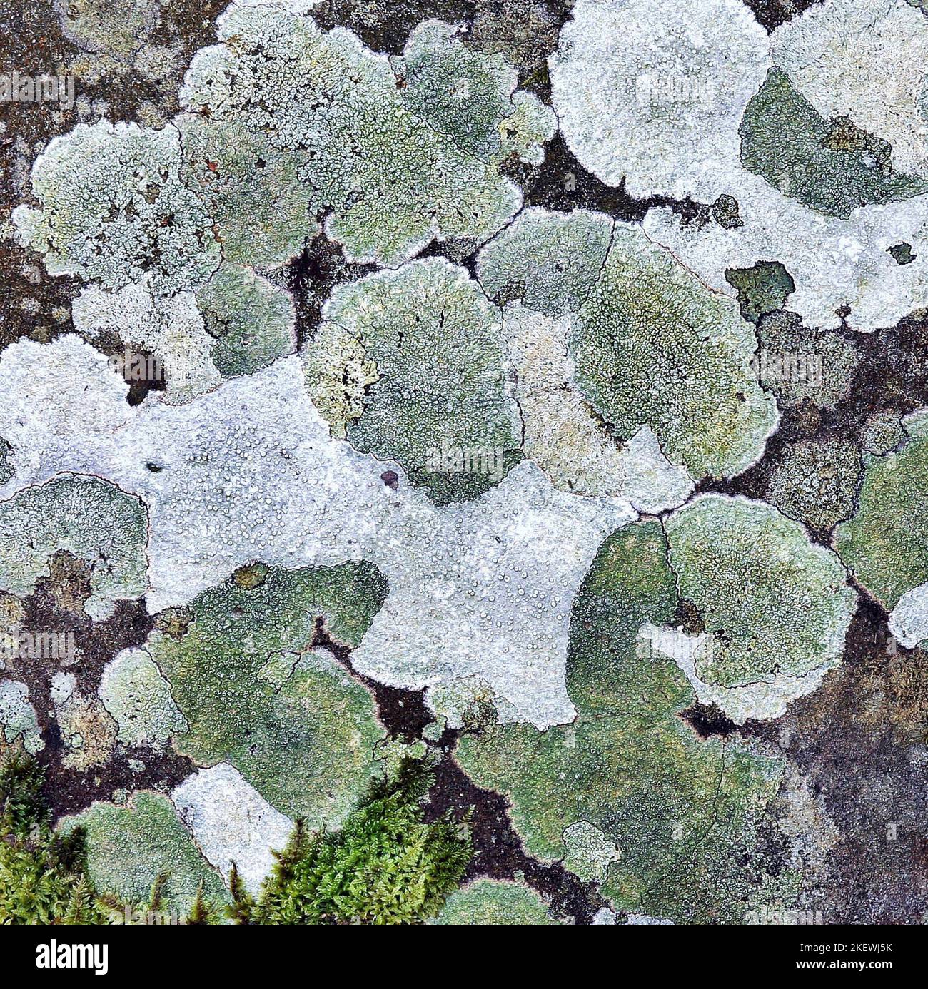 Colouful variety's of Lichen and Algae growing on rocks near Aber Falls ...