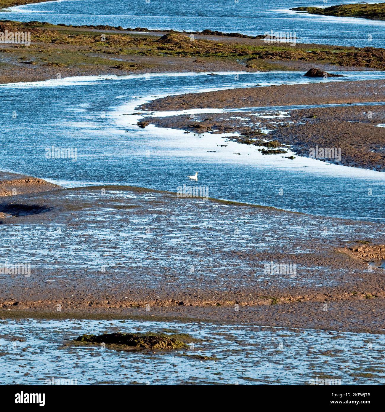 Mud flats Alaw Estuary on the western coast of the Isle of Anglesey ...