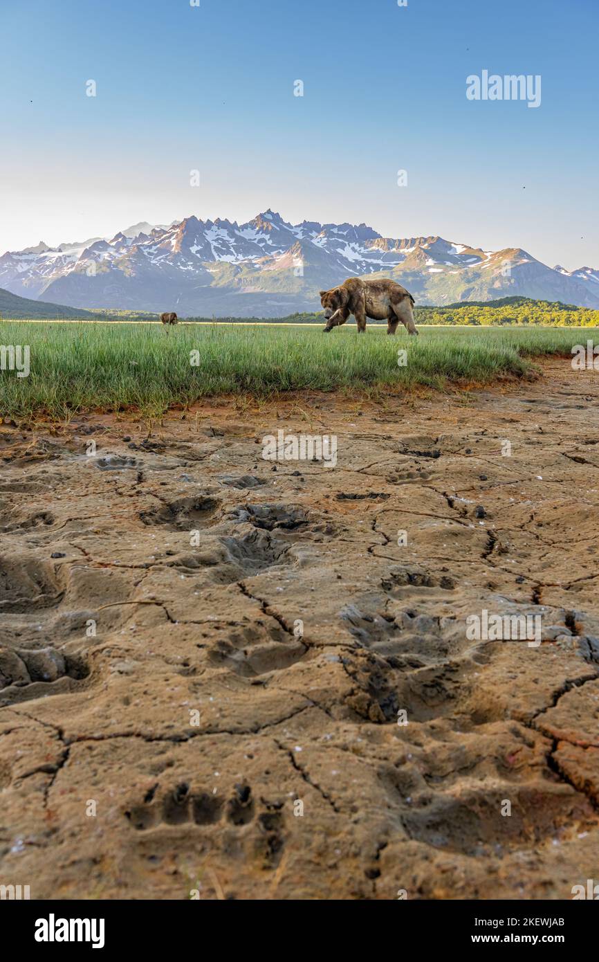 Brown bear and bear tracks Stock Photo - Alamy