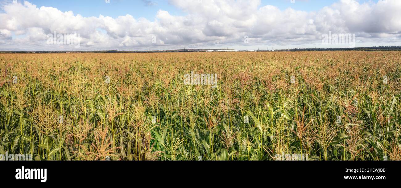 Panoramic view corn field hi-res stock photography and images - Alamy