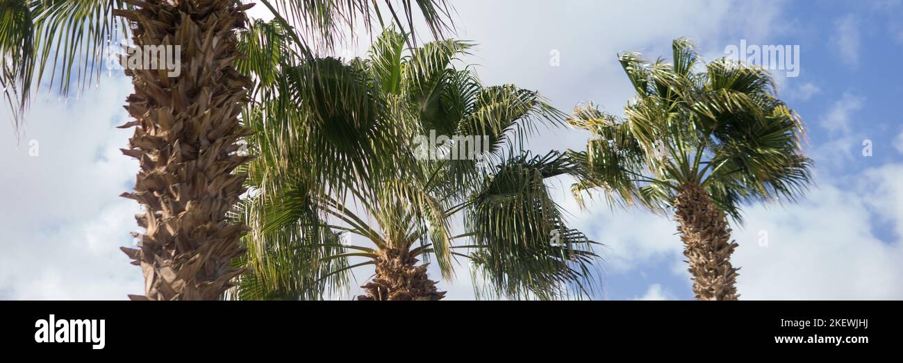 Tall palm trees growing on an exotic tropical island on background of ...