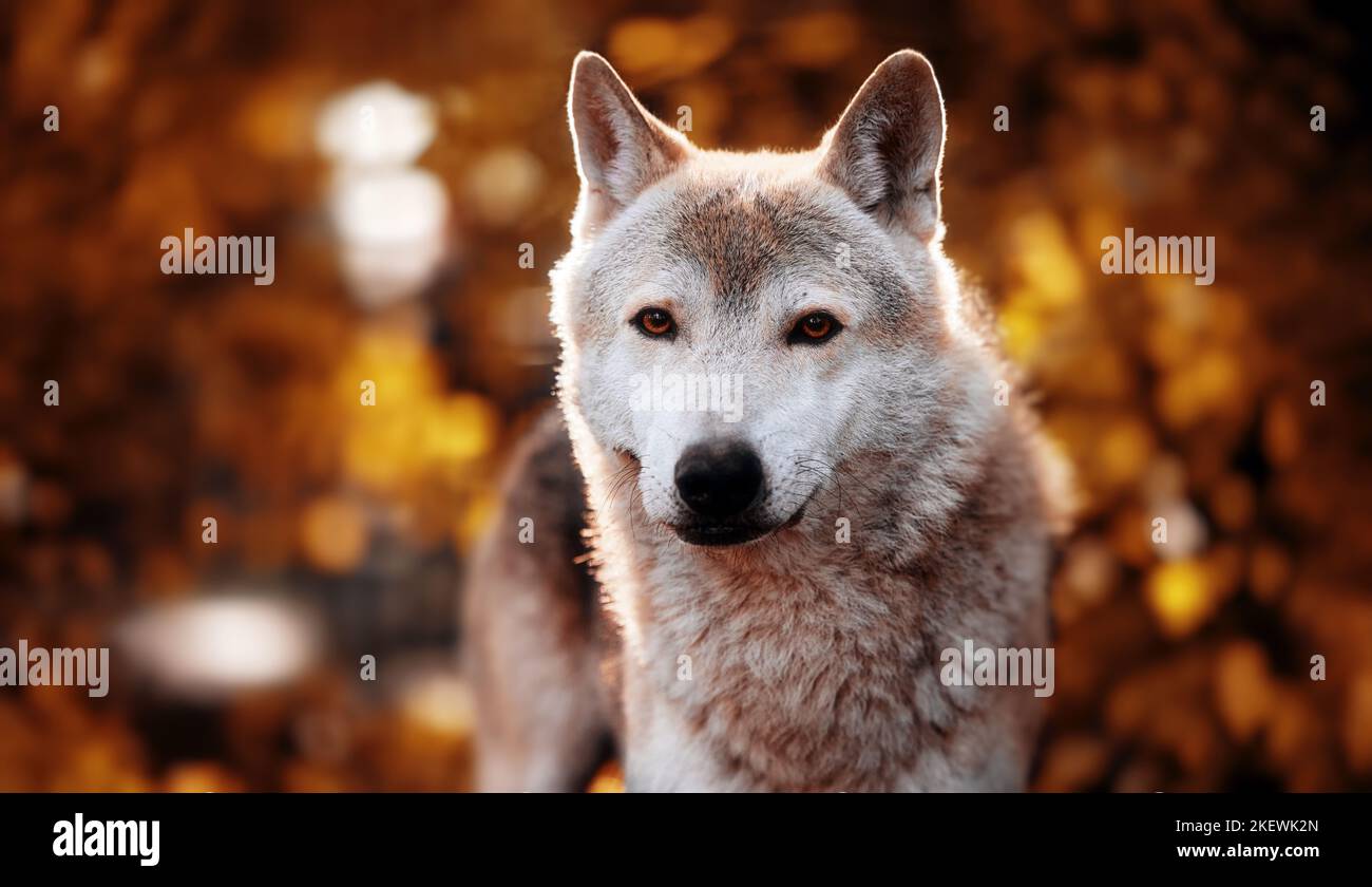 Portrait of a grey wolf Canis Lupus in an autumn forest, a close-up ...