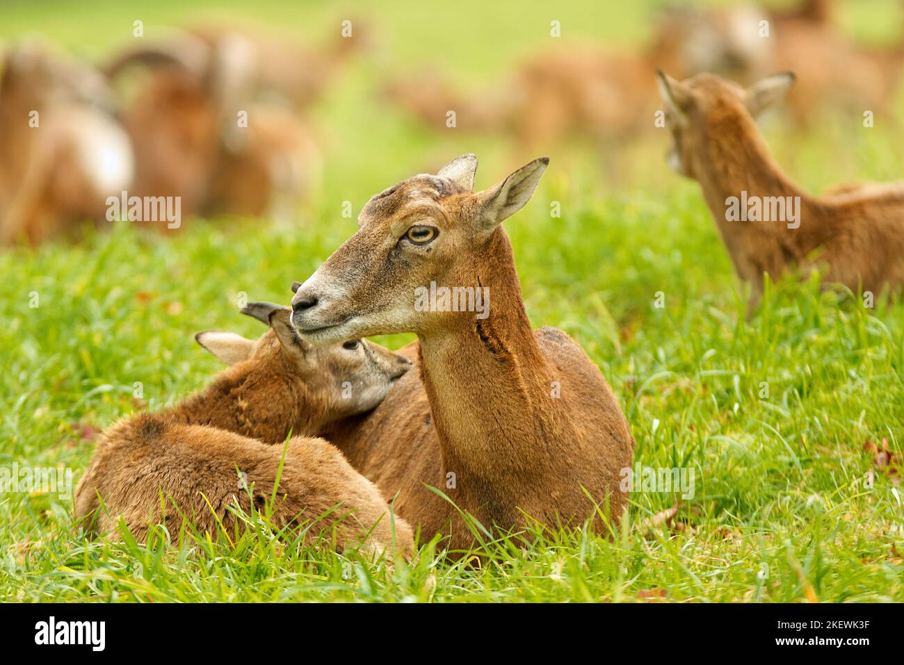 Female mouflon with a male cub, 2 mouflon lying in the grass. European ...