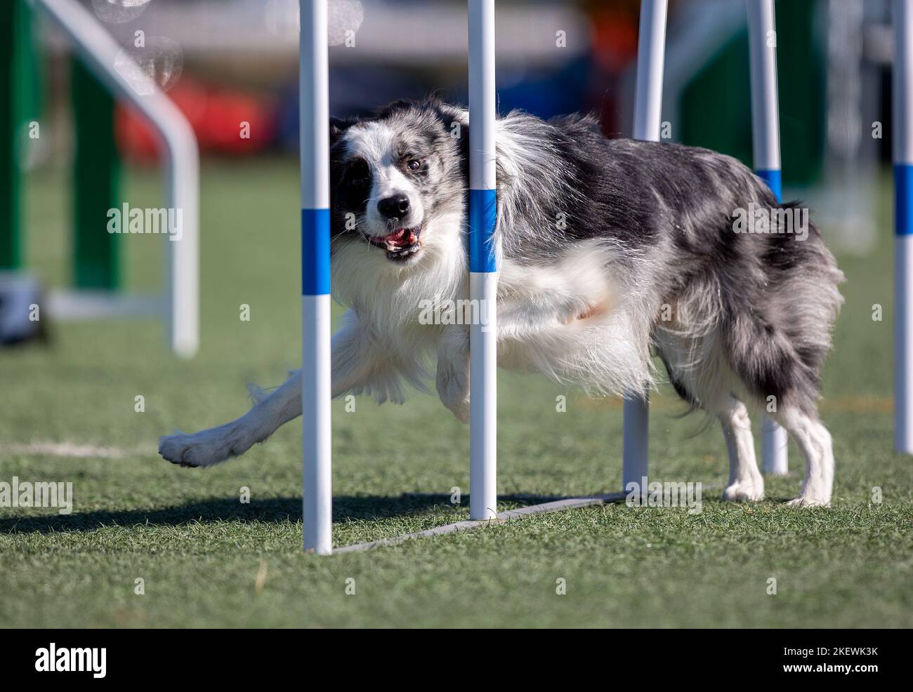 Dog jumping agility competition Stock Photo - Alamy