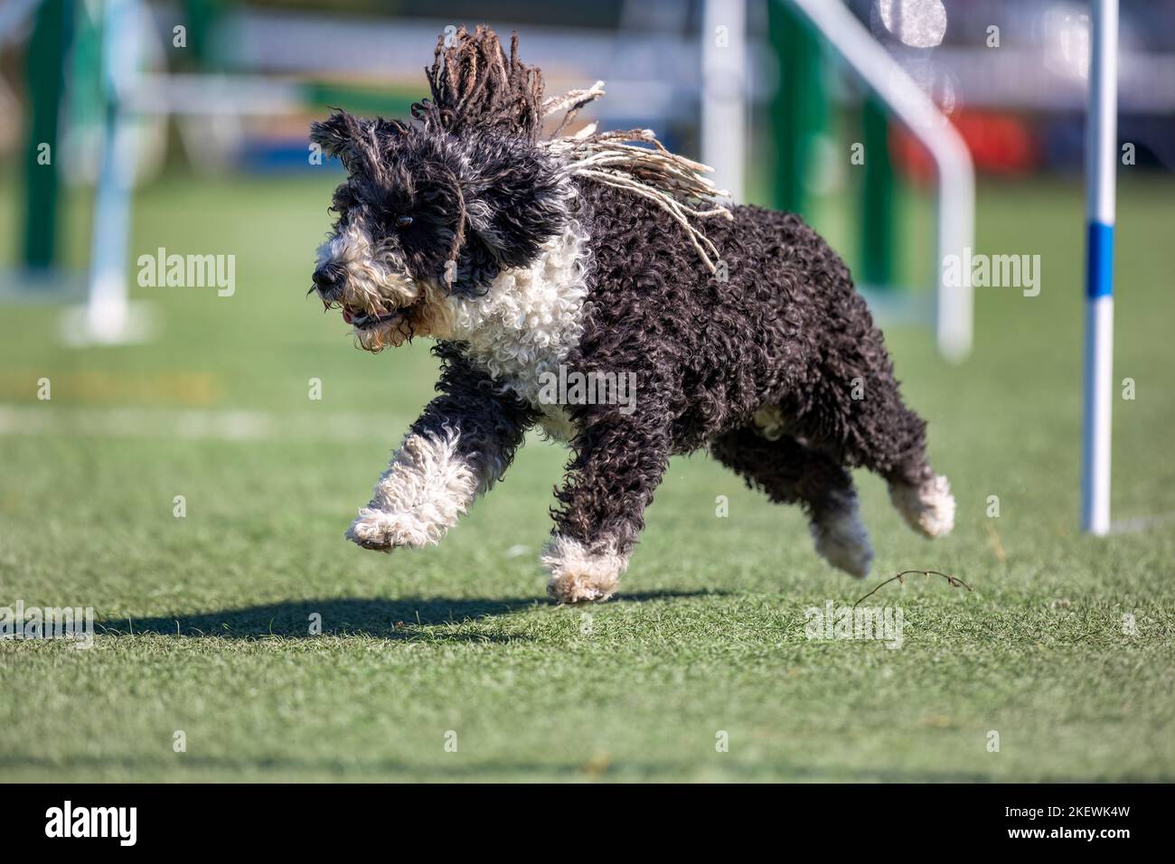 Dog jumping agility competition Stock Photo - Alamy