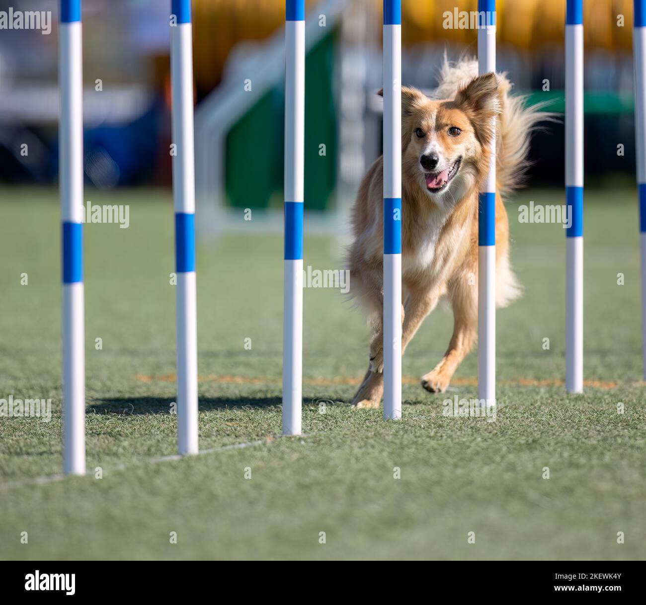 Dog jumping agility competition Stock Photo - Alamy