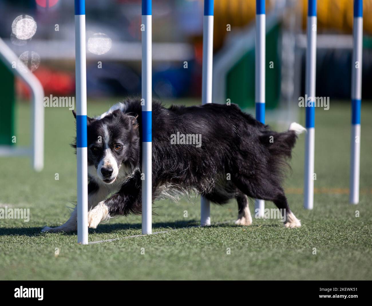 Dog jumping agility competition Stock Photo - Alamy