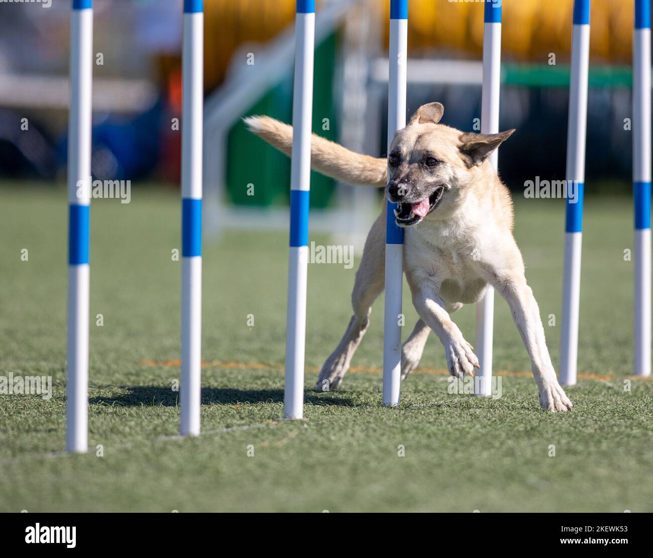 Dog jumping agility competition Stock Photo - Alamy