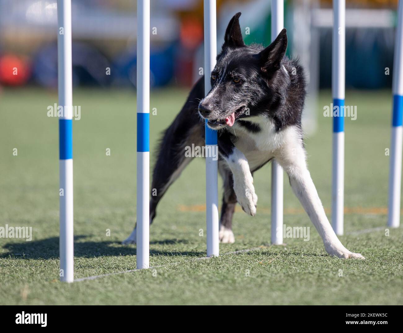 Dog jumping agility competition Stock Photo - Alamy