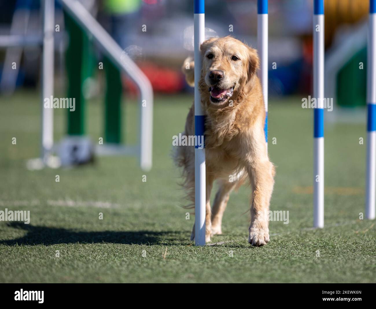 Dog jumping agility competition Stock Photo - Alamy