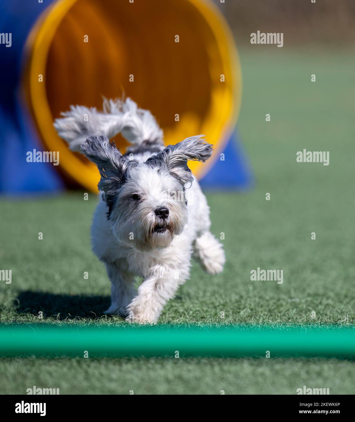 Dog jumping agility competition Stock Photo - Alamy