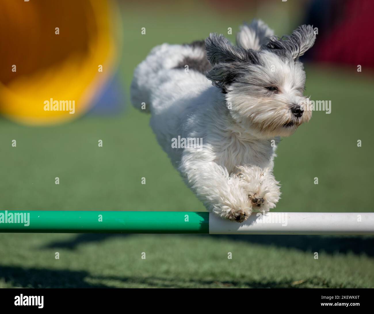 Dog jumping agility competition Stock Photo - Alamy