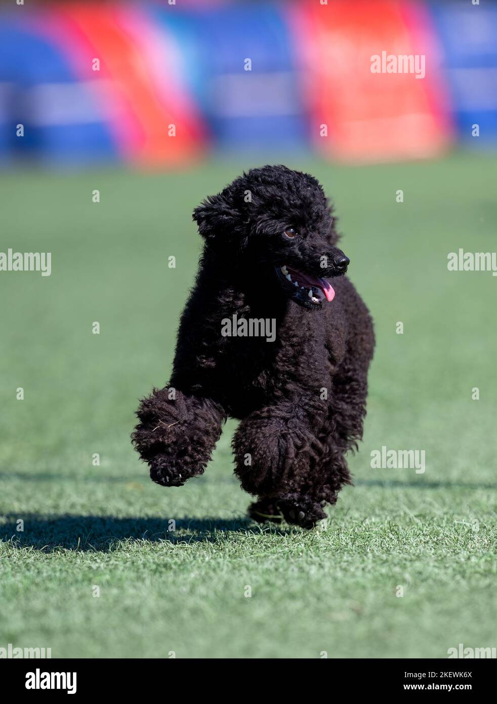 Dog jumping agility competition Stock Photo - Alamy