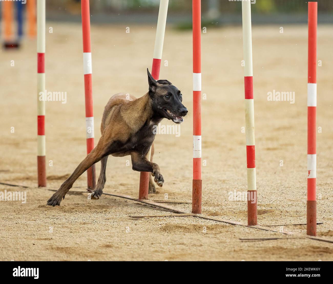 Dog jumping agility competition Stock Photo - Alamy