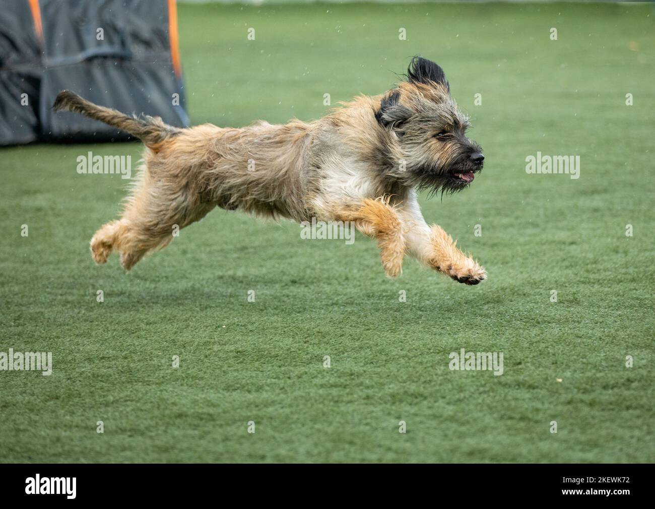 Dog jumping agility competition Stock Photo - Alamy