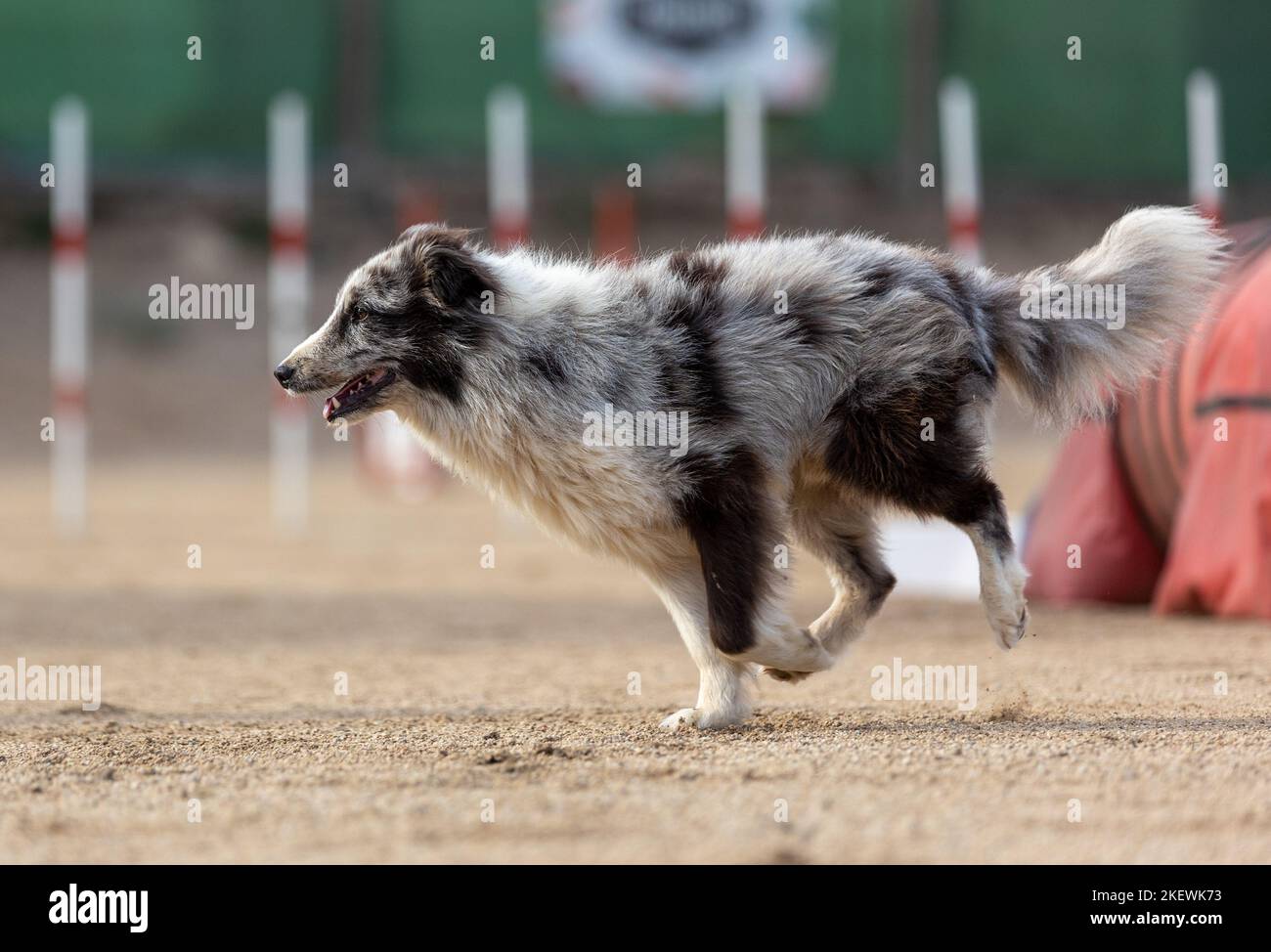 Dog jumping agility competition Stock Photo - Alamy