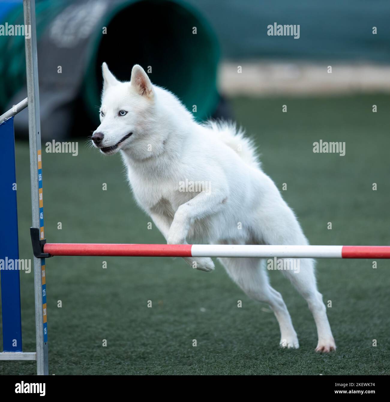 Dog jumping agility competition Stock Photo - Alamy