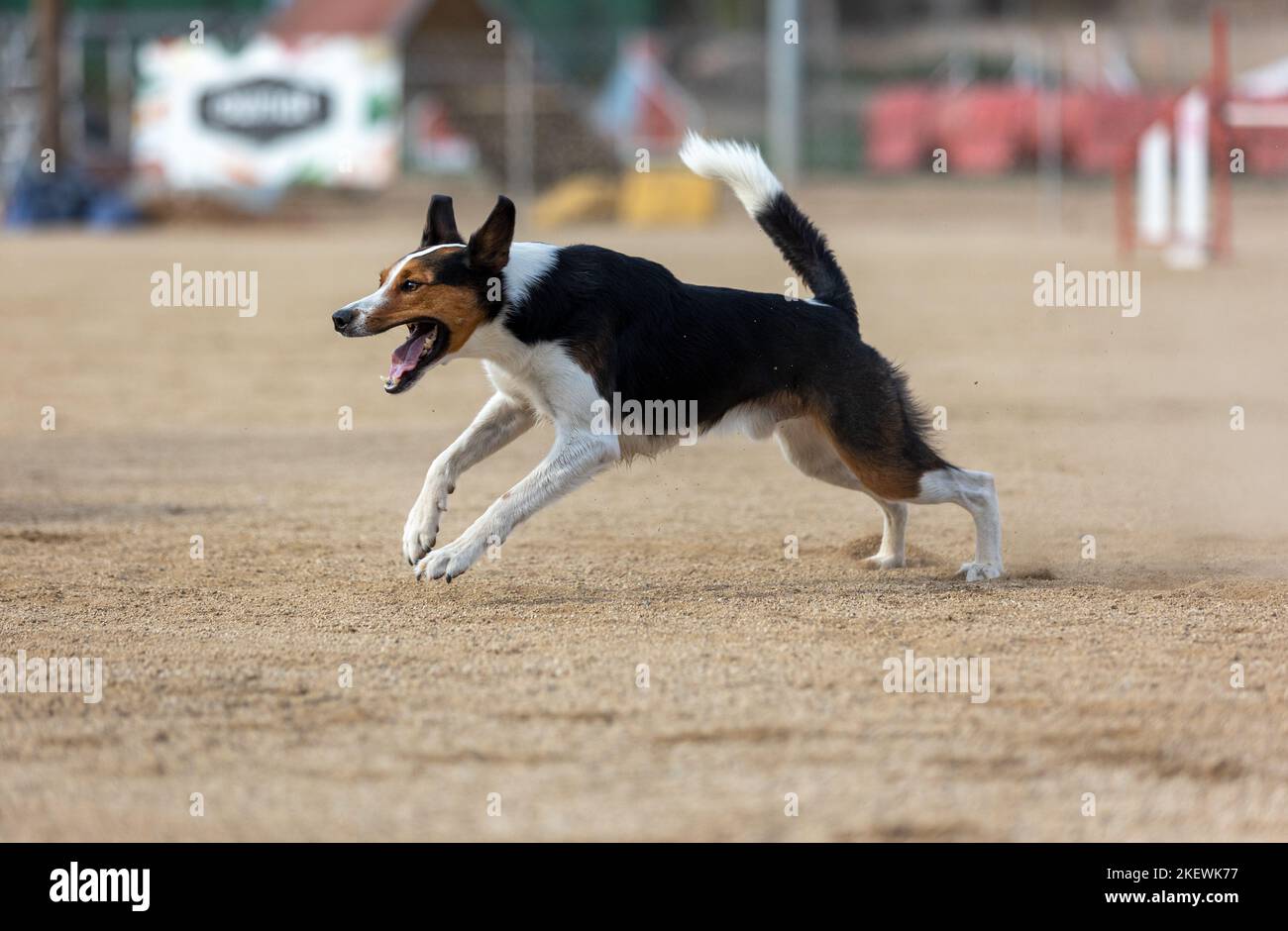 Dog jumping agility competition Stock Photo - Alamy