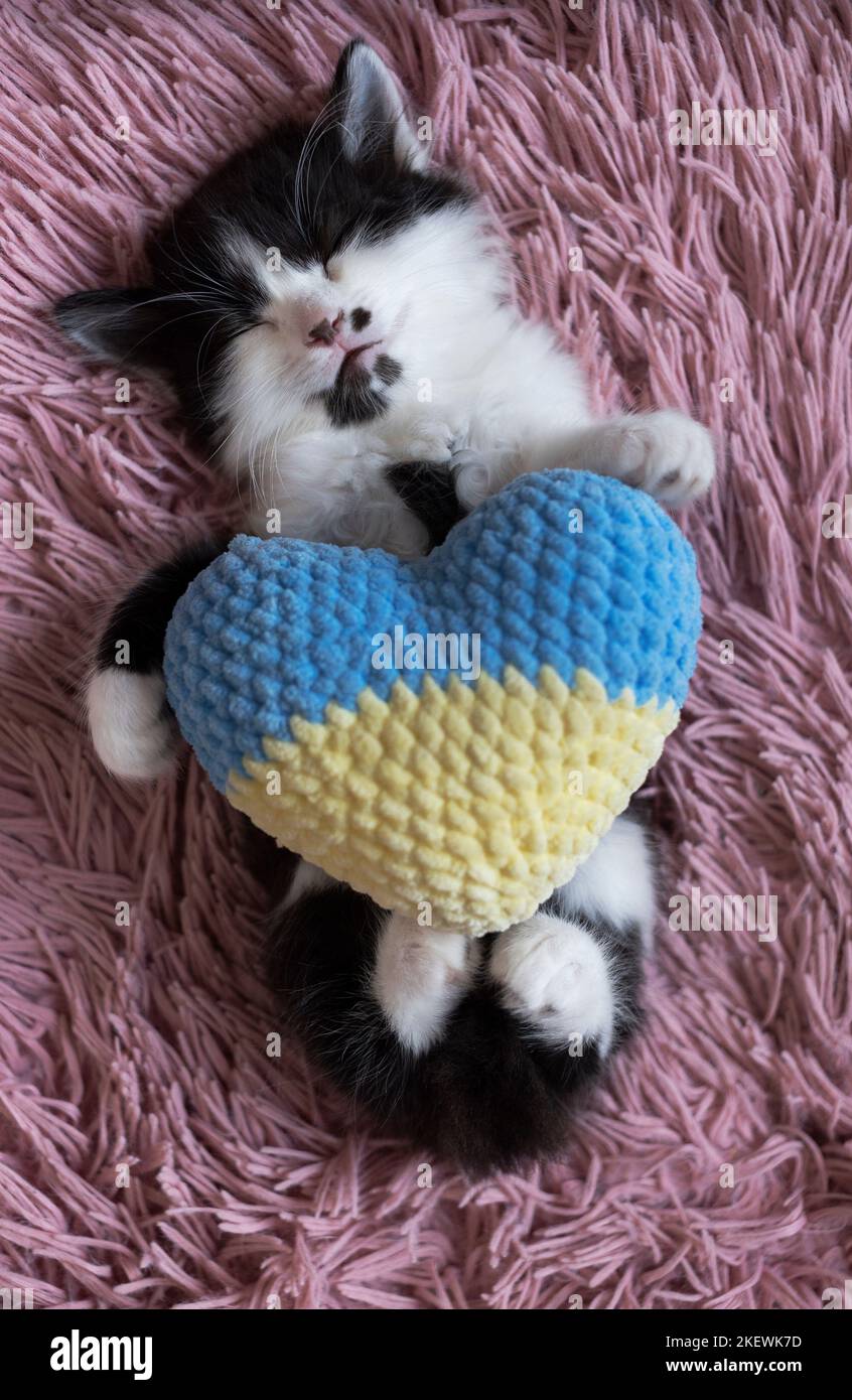 white and black kitten sleeps lying on his back on pink soft pillow ...