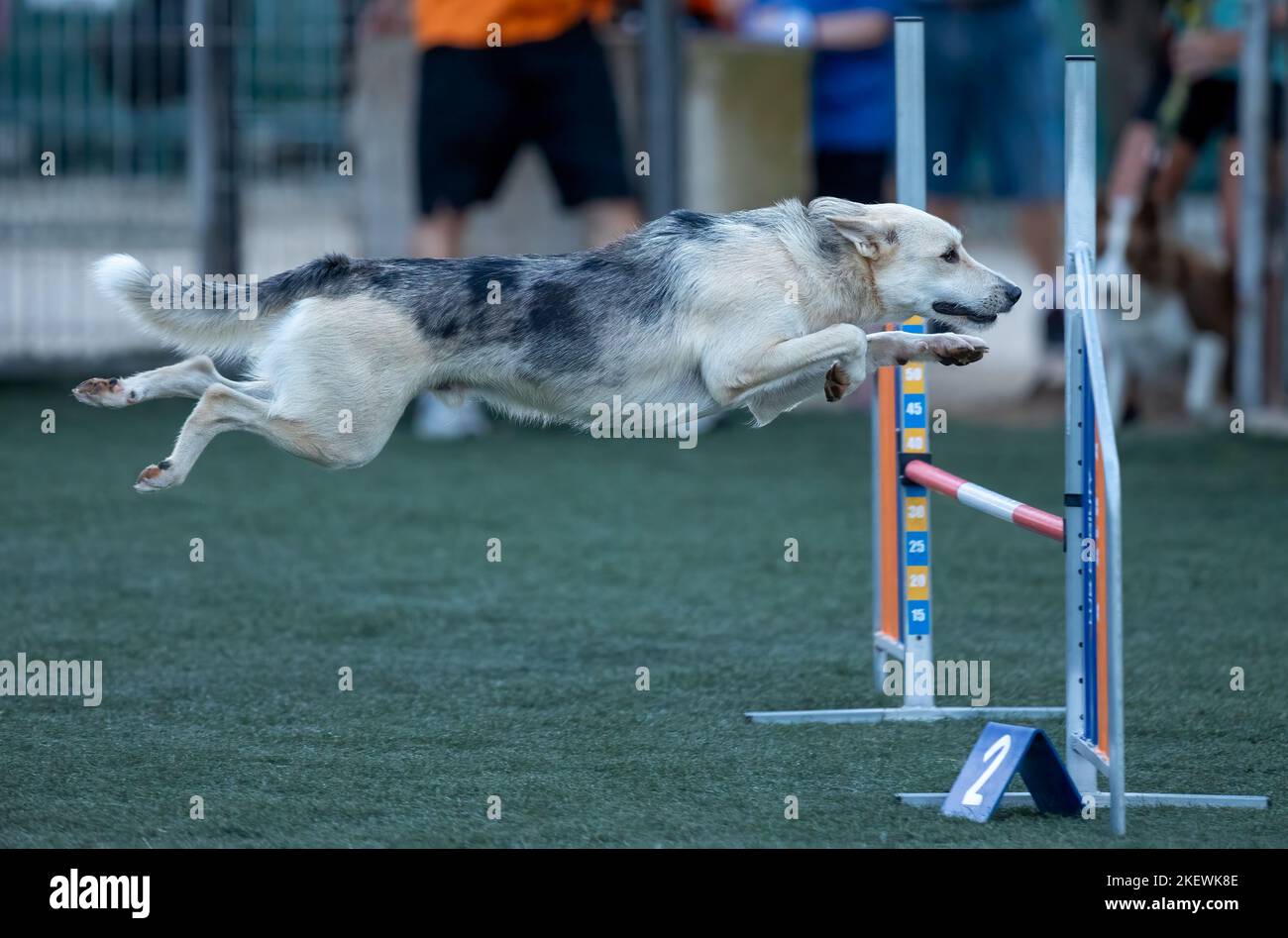 Dog jumping agility competition Stock Photo - Alamy