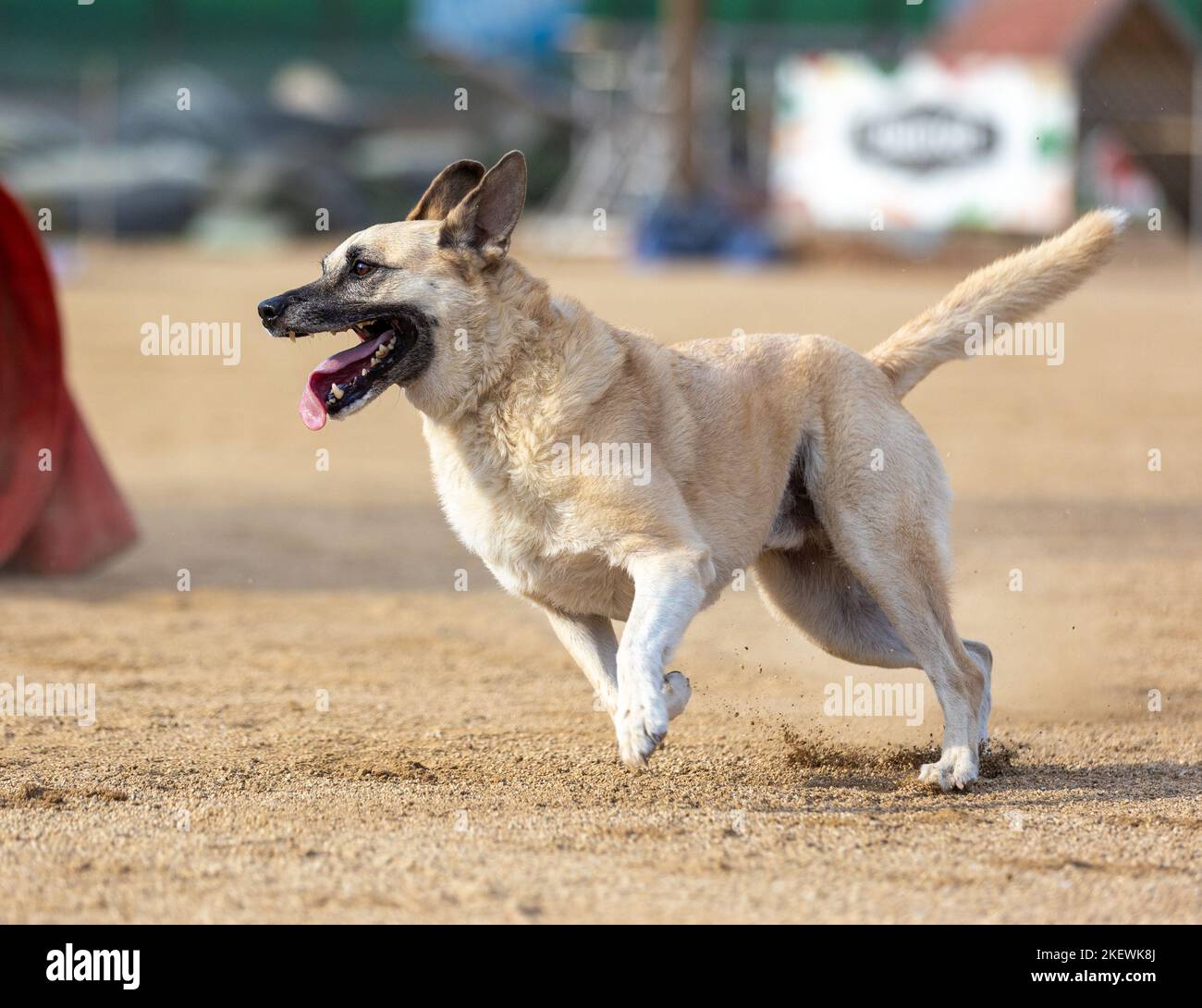 Dog jumping agility competition Stock Photo - Alamy