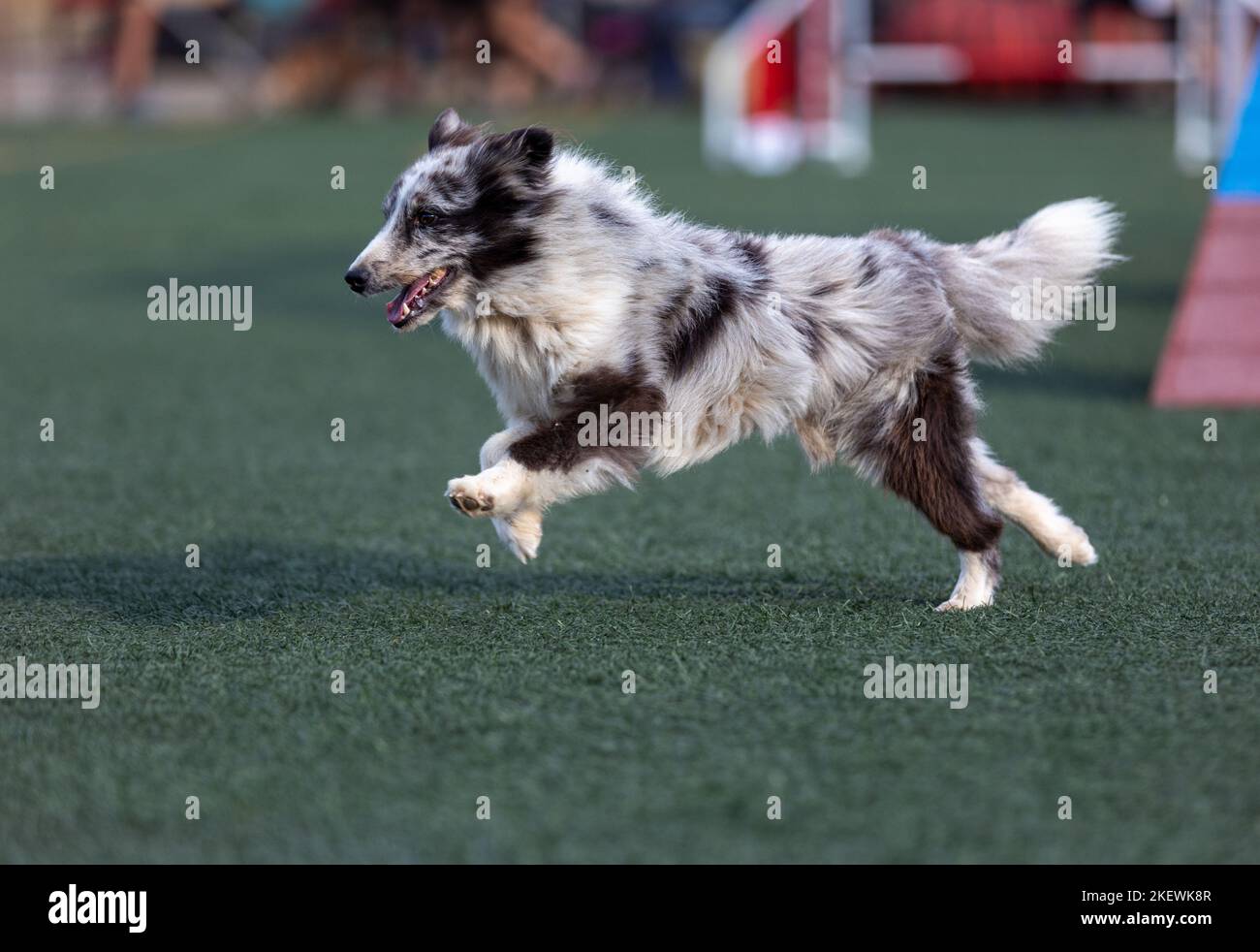 Dog jumping agility competition Stock Photo - Alamy