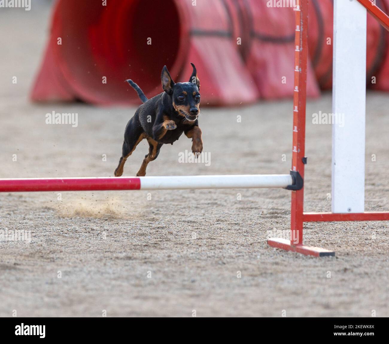 Dog jumping agility competition Stock Photo - Alamy