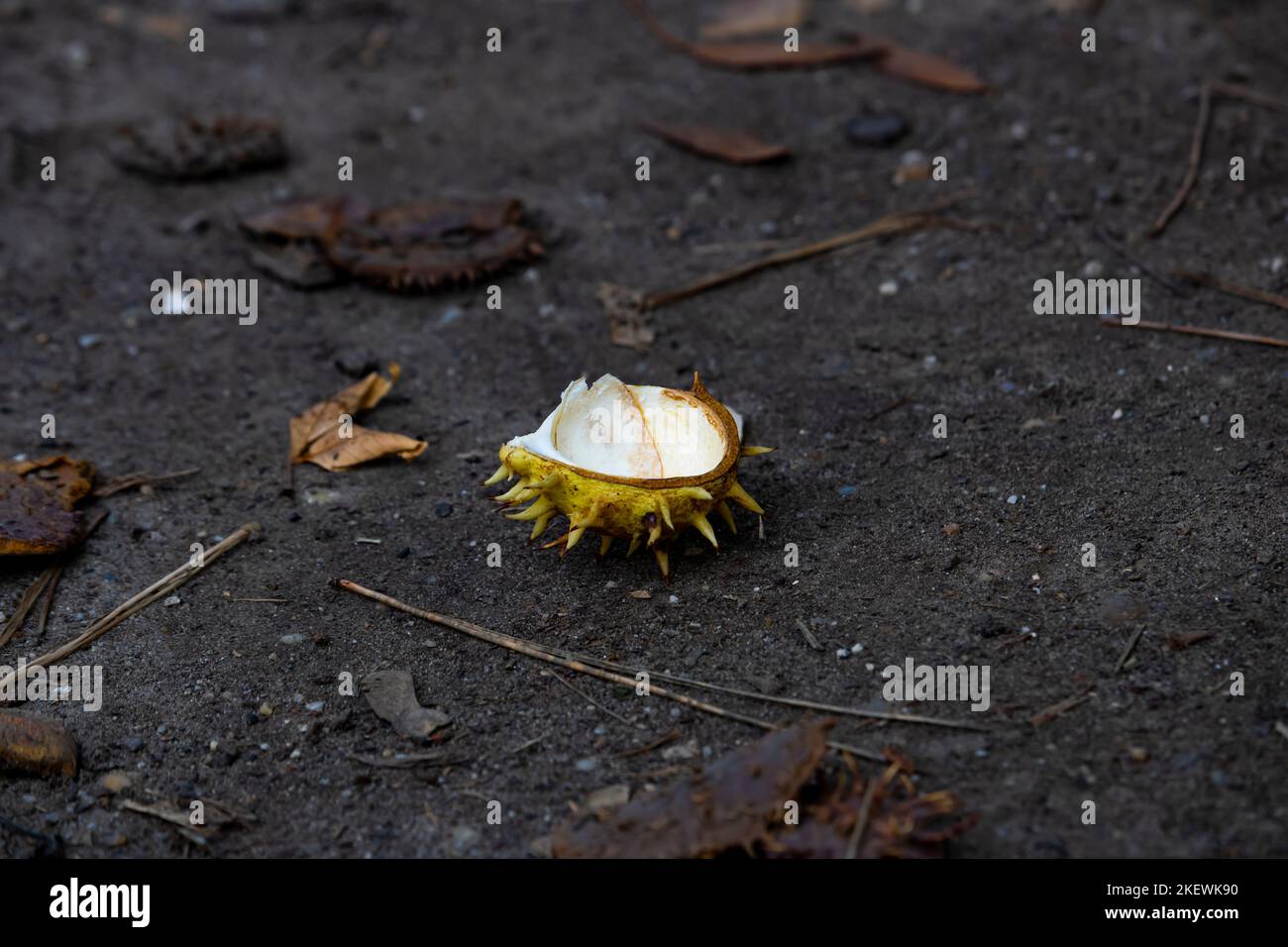 Chestnut shell , Castanea Stock Photo - Alamy
